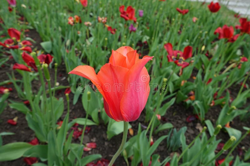 Single Red Flower of Darwin Hybrid Tulip in May Stock Image - Image of ...