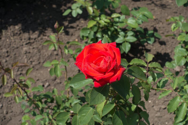 Single Red Flower of Rose in May Stock Image - Image of carmine ...