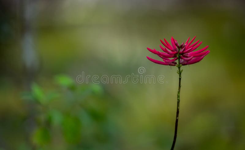 Single Red Flower Pops Off Green Background Stock Photo - Image of ...