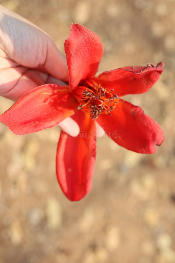 Single Red Flowers in Asian Women Hands Stock Image - Image of asian ...