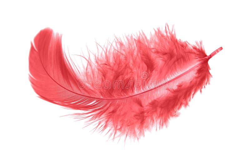 Single Red Feather Bird Isolated on White Background Stock Photo ...