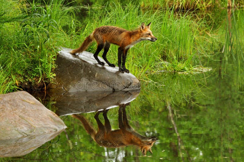 303 Red Fox Water Reflection Stock Photos - Free & Royalty-Free Stock ...