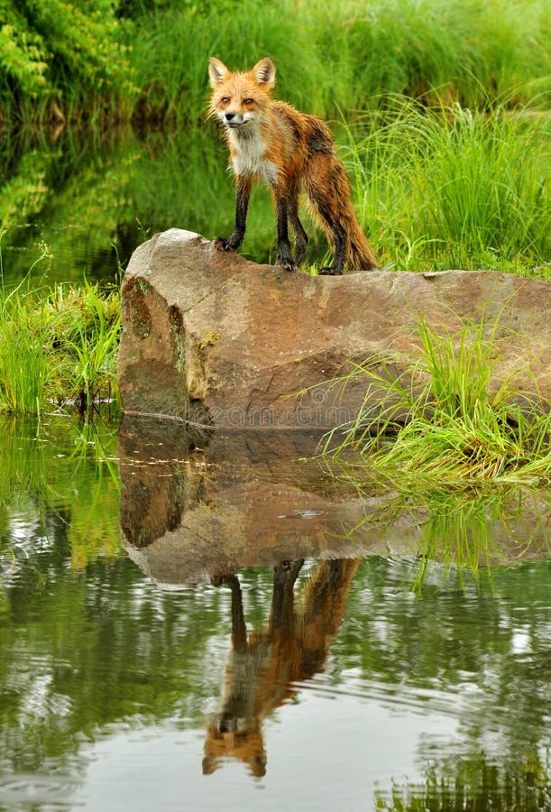 Beautiful Red Fox and Water Reflections. Stock Photo - Image of hunting ...