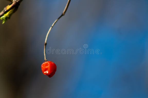A Single Red Fruit Hanging from a Tree Branch Stock Photo - Image of ...