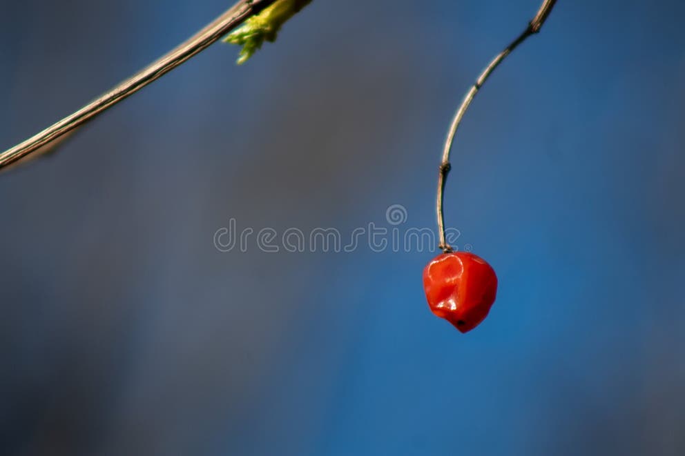 A Single Red Fruit Hanging from a Tree Branch Stock Photo - Image of ...
