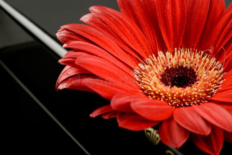 Single red gerbera stock photo. Image of petals, flower - 4285960