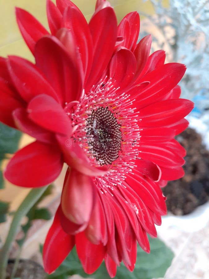 Single Red Gerbera Daisy Flower Stock Photo - Image of flower, gerbera ...