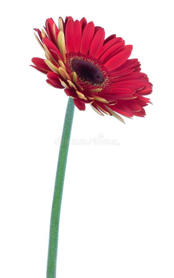 Single red gerbera flower stock photo. Image of white - 14166984