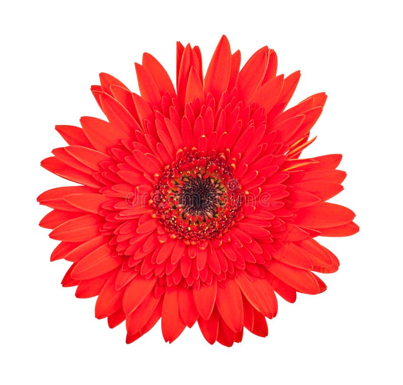 Single red gerbera flower stock image. Image of gerbera - 27196787