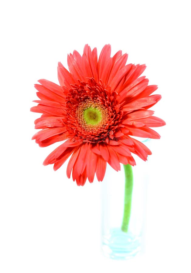Gerbera Daisy stock photo. Image of gerber, group, element - 2769690