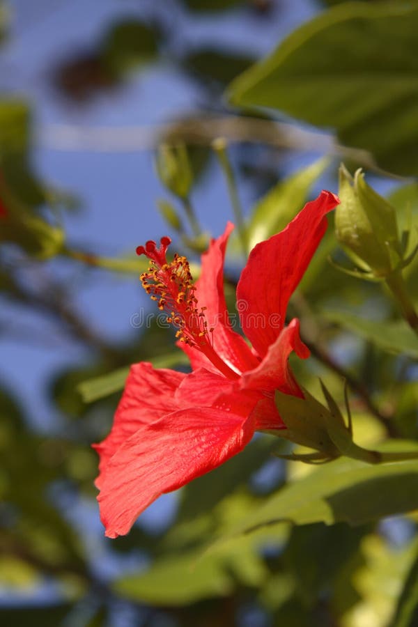 Single red hibiscus flower stock photo. Image of gardening - 2272774