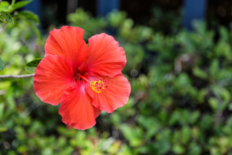 Single Red Hibiscus Flower on Green Stock Photo - Image of flower ...