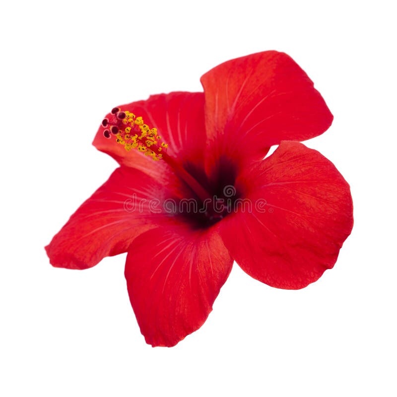 Single Red Hibiscus Flower Isolated Stock Photo - Image of national ...