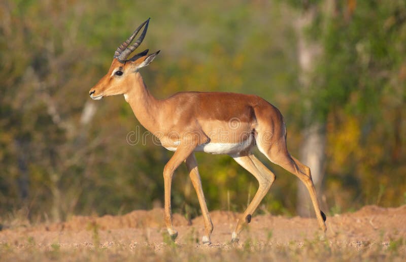 Single Red Impala stock image. Image of habitat, mammal - 12188135