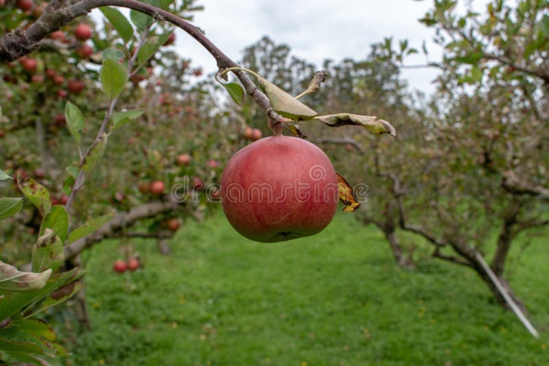 Single Red Apple at the Windmill Orchards,Riverhead,Auckland Stock ...
