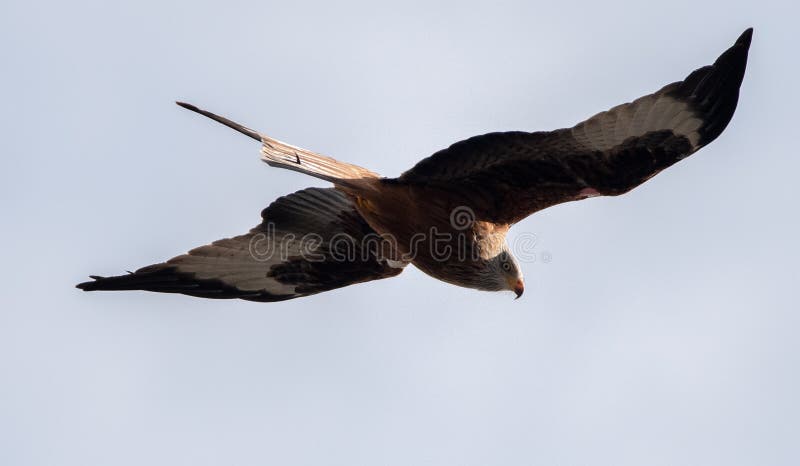 A Single Red Kite in Flight, Hunting Stock Photo - Image of flight ...