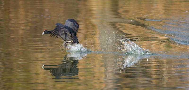 Water Running Over Shallow Pebbles Stock Photo - Image of brown ...