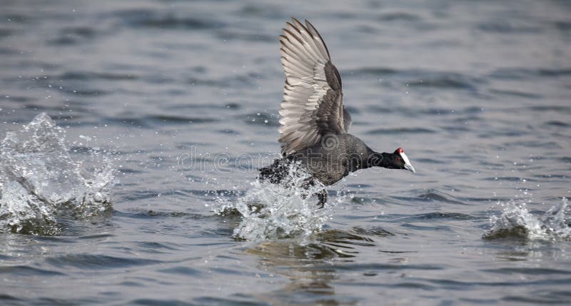 Water Running Over Shallow Pebbles Stock Photo - Image of pebbles ...