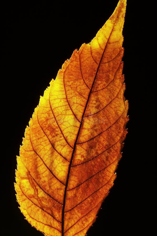 Red Leaf Picture. Image: 85295837