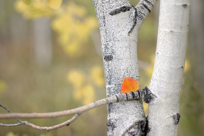 Single Red Leaf on Aspen Birch Tree White Trunk Texture in Fall Autumn ...