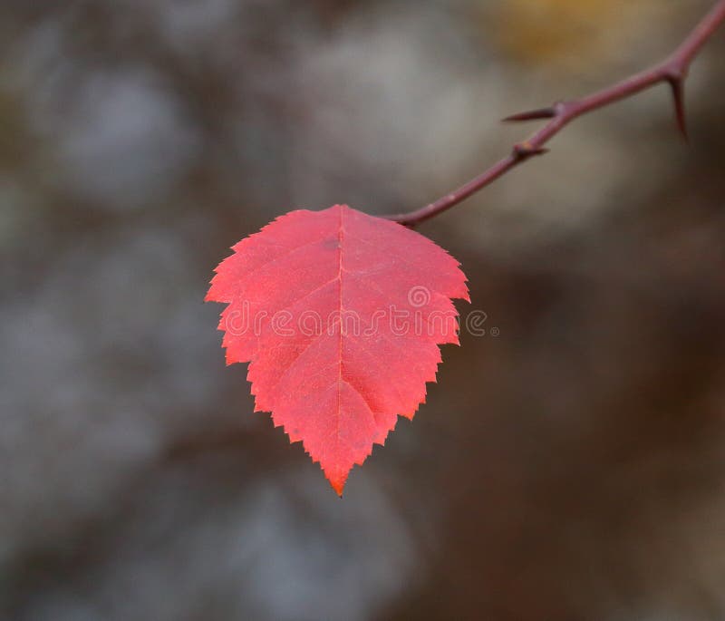 Single Red Leaf on a Bare Branch of an Autumn Tree Stock Image - Image ...
