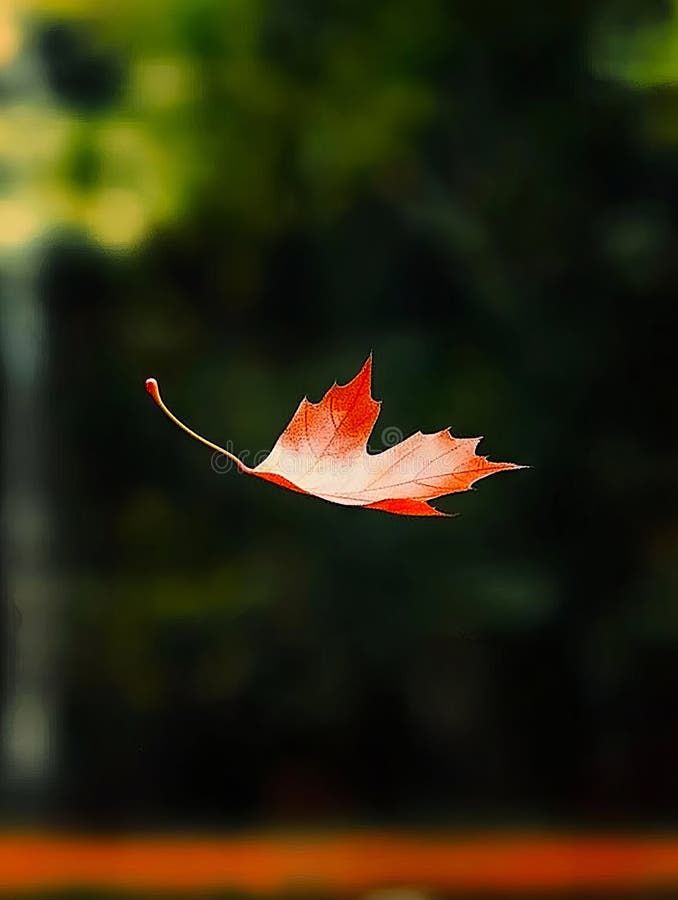 A Single Red Leaf Floating in the Air Over a Park Bench Stock Image ...