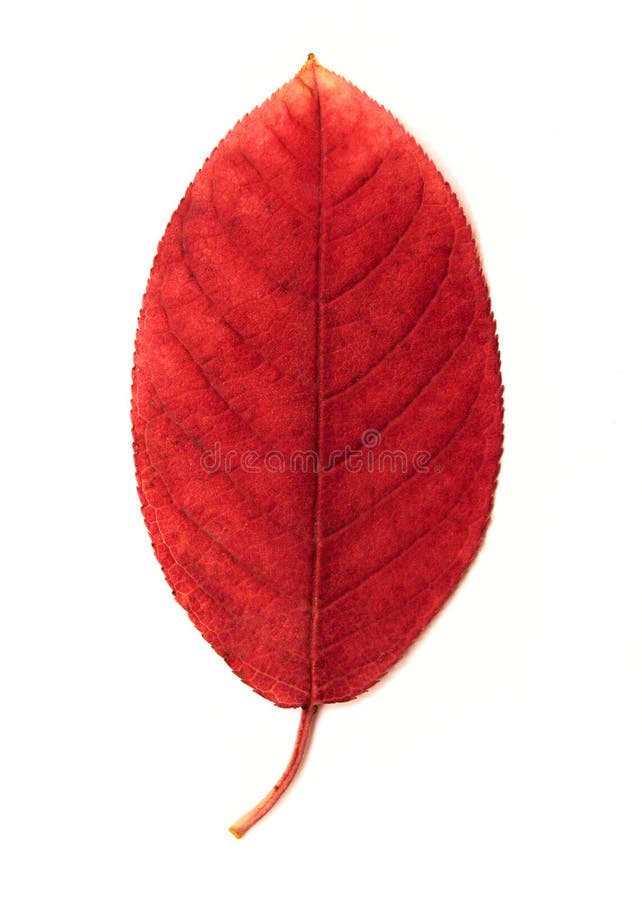 Red dried leave stock photo. Image of single, white, transparent - 131324