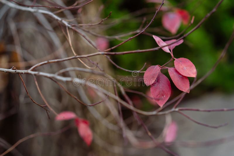 Single Red Leaves on a Shrub in Autumn Stock Image - Image of single ...