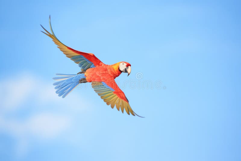 Single Red Macaw in Mid-flight, Clear Blue Sky Backdrop Stock Photo ...