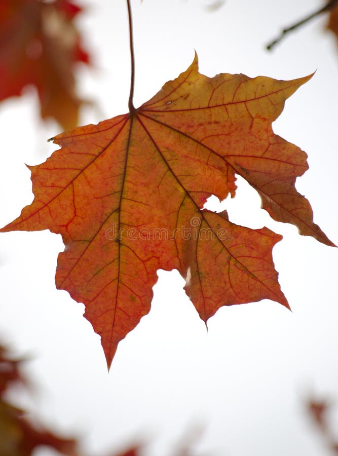 Single Red Maple Leaf stock photo. Image of autumn, fall - 4651412