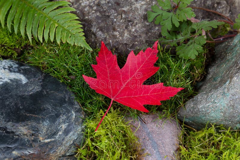 Single Red Maple Leaf in Final Fall Stage Color Stock Photo - Image of ...