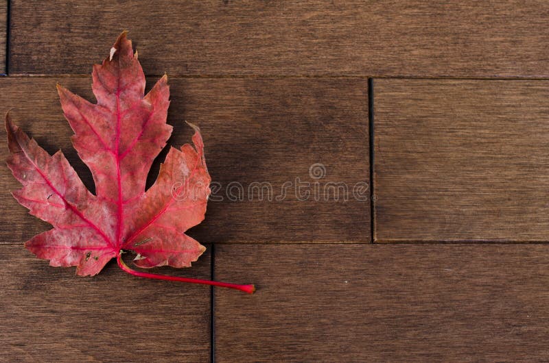 Single Red Maple Leaf on Maple Flooring Stock Photo - Image of maple ...