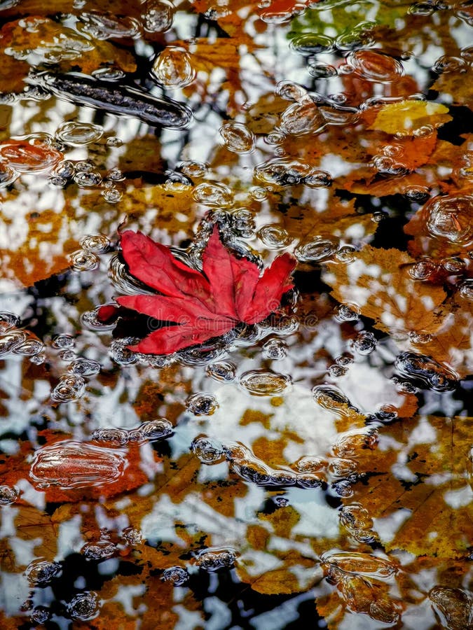 Single Red Maple Leaf in Pool Stock Image - Image of yellow, halloween ...