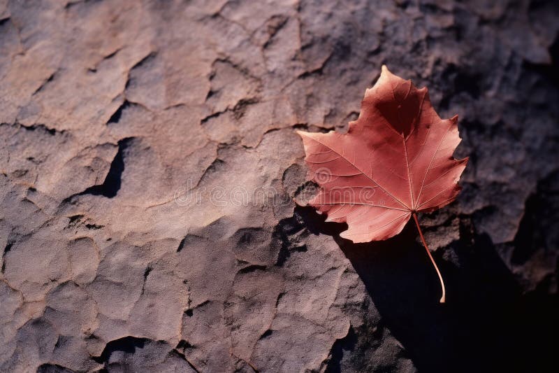 A Single Red Maple Leaf on a Rock Stock Illustration - Illustration of ...