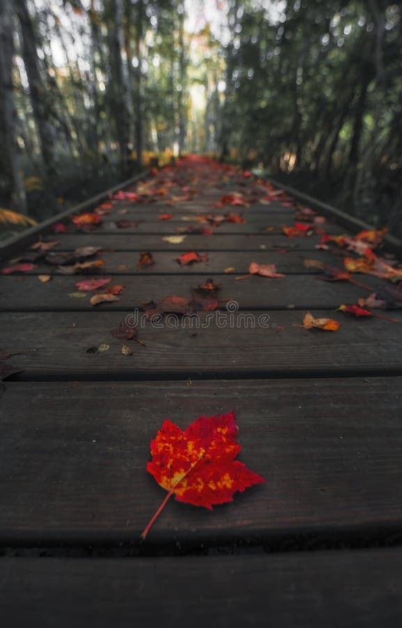 Single Red Maple Leaf on Trail Stock Photo - Image of hiking, trees ...