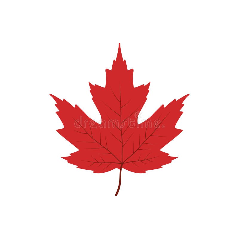 Single Red Maple Leaf Vector Illustration Design Stock Illustration ...