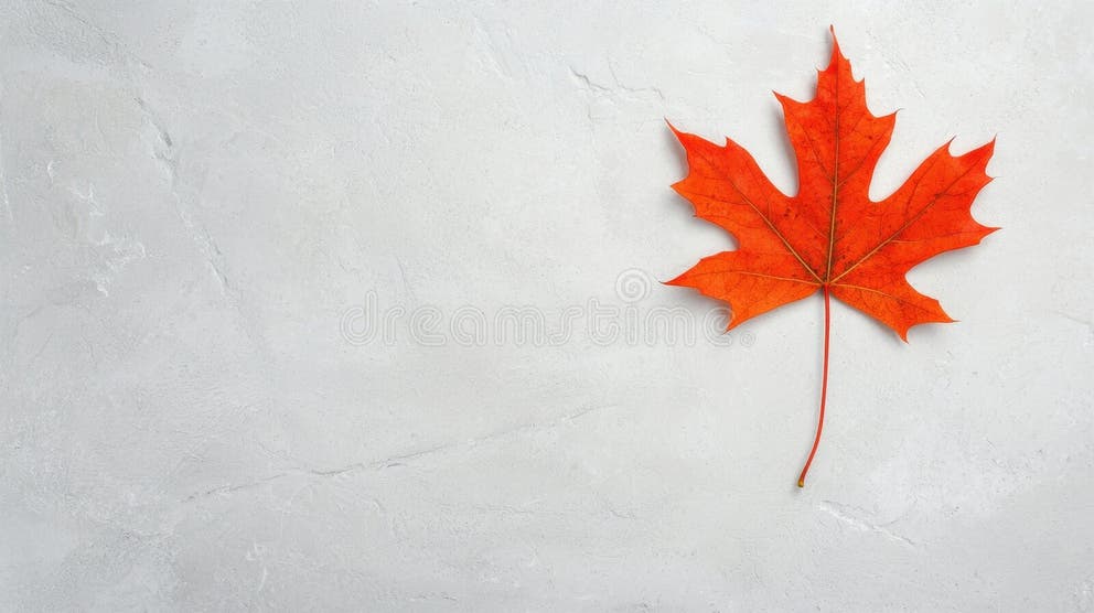 A Single Red Maple Leaf on a White Background. Stock Photo - Image of neutral, background: 387356976