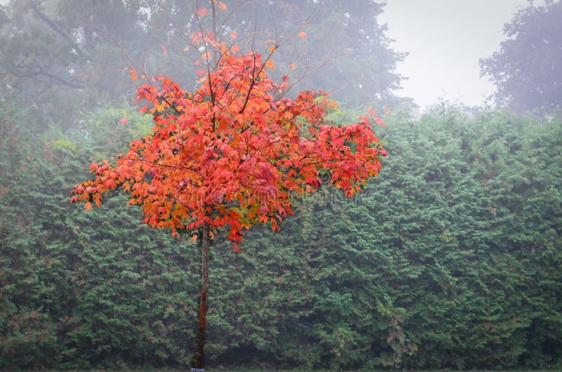 Single Red Maple Tree Against a Cedar Hedge in the Morning Fog Stock ...