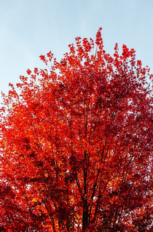 Single Red Maple Tree and Blue Sky Stock Photo - Image of landscape ...