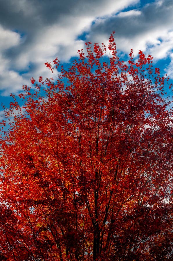 Single Red Maple Tree and Cloudy Blue Sky Stock Photo - Image of leaves ...