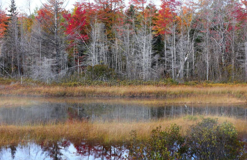 Single Red Maple Tree in the Middle of Coniferous Forest in Michigan ...