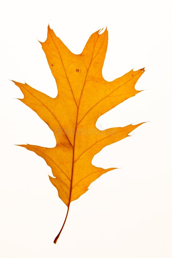 Single Red Oak Leaf. Autumn Color on an Isolated White Background Stock ...