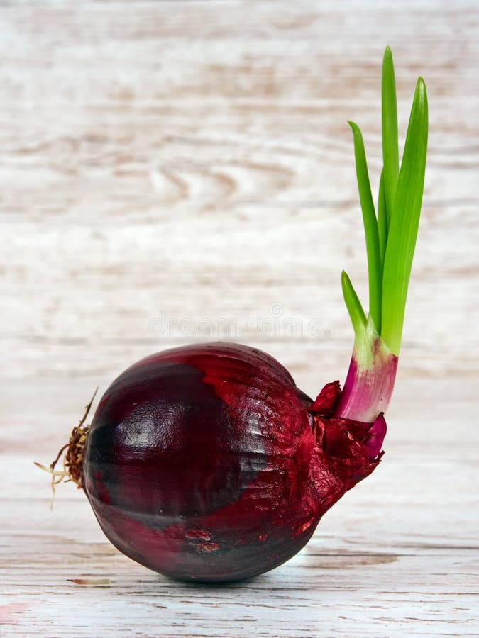 A Single Red Onion with Green Leaves Stock Image - Image of bulb ...