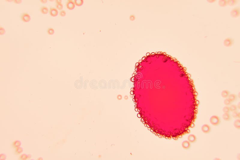 Single Red Oval in Liquid Under Microscope Stock Image - Image of cell ...