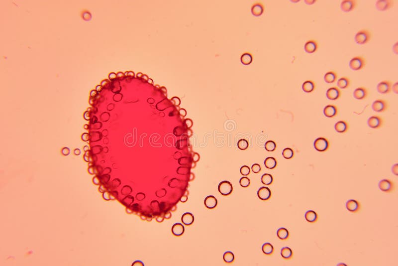 Pill Under Microscope Stock Photos - Free & Royalty-Free Stock Photos ...