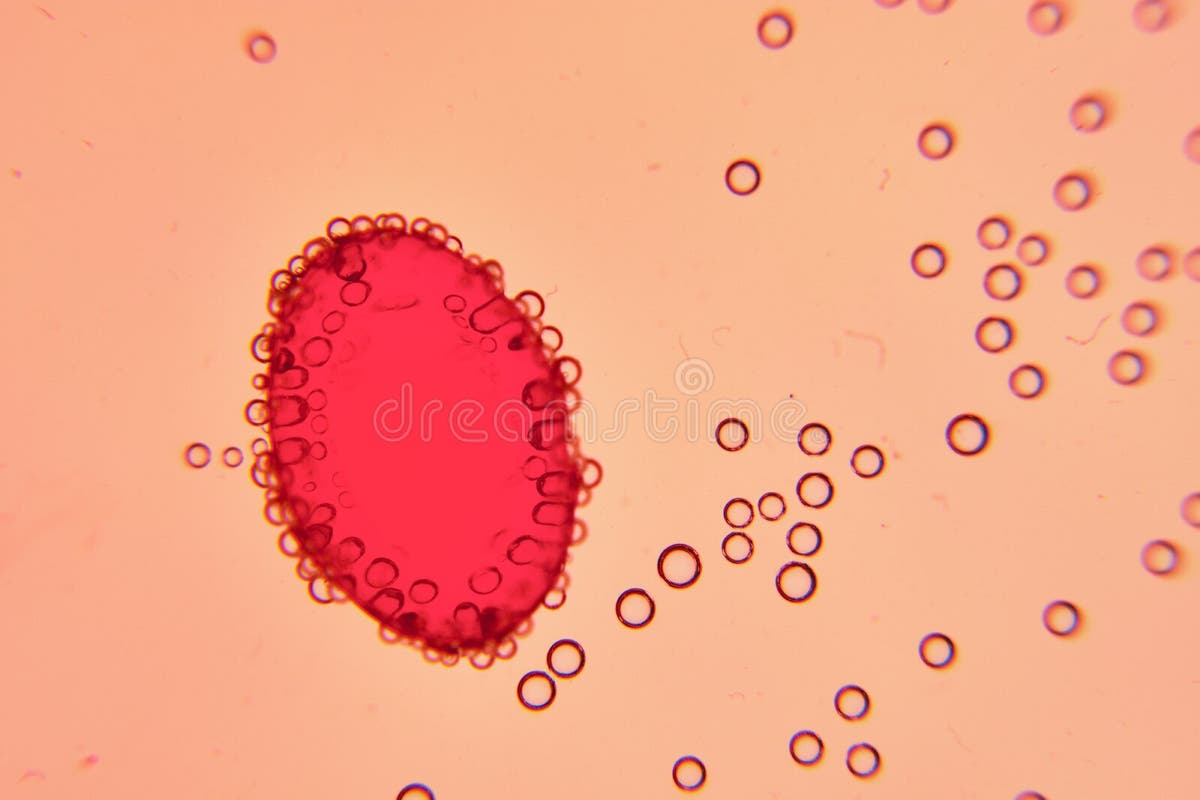 Pill Under Microscope Stock Photos - Free & Royalty-Free Stock Photos ...