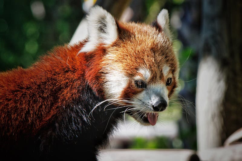 Closeup of a Single Red Panda Stock Photo - Image of captivity, single ...