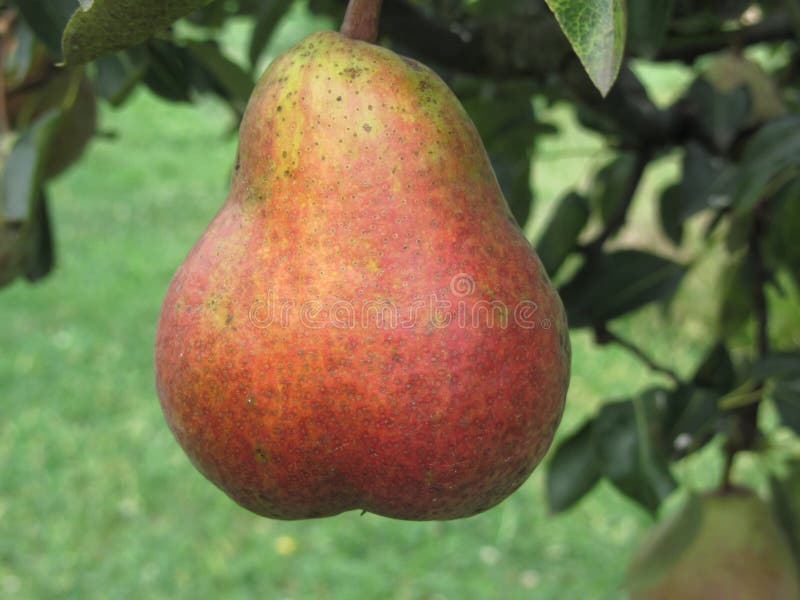 Single Red Pear Hanging on the Tree . Tuscany, Italy Stock Image ...