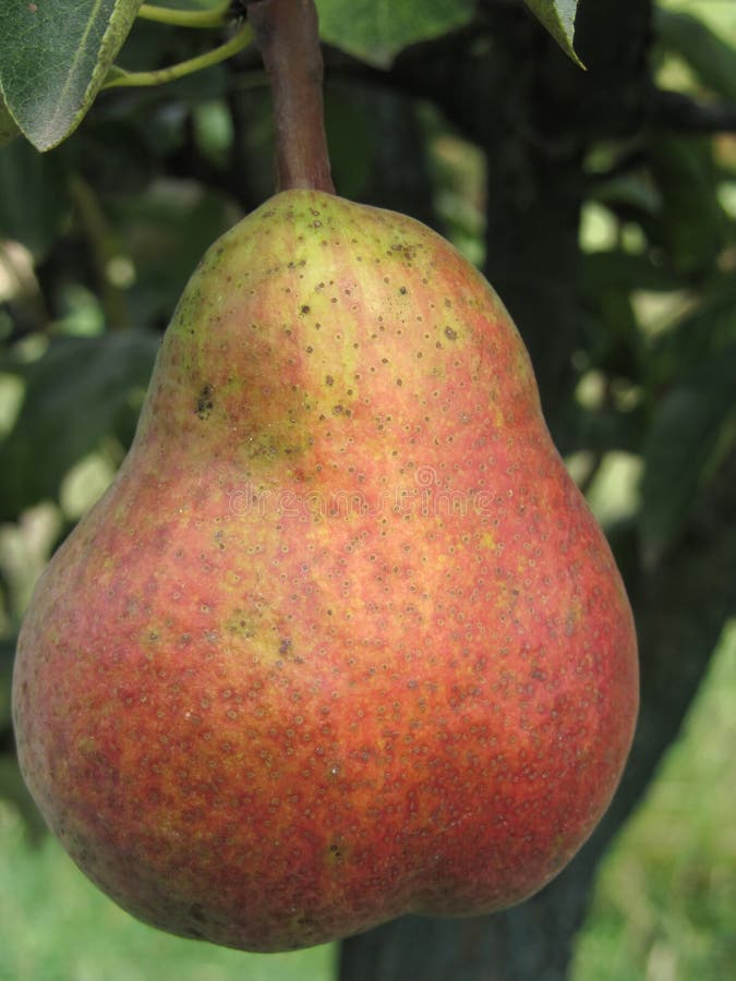 Single Red Pear Hanging on the Tree . Tuscany, Italy Stock Image ...