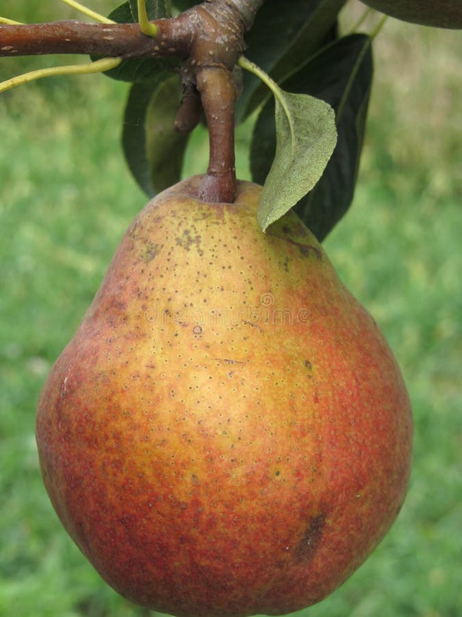 Single Red Pear Hanging on the Tree . Tuscany, Italy Stock Image ...